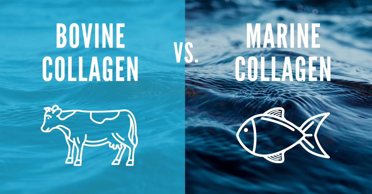 Marine Collagen vs Bovine Collagen: Understanding the Difference ...